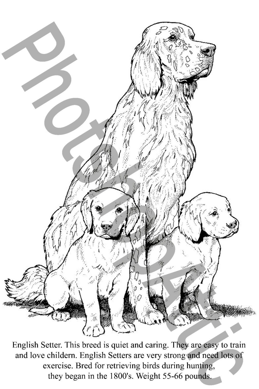 Dog Breed Coloring Book 40 Printable Pages PDF Instant Etsy dog-breed-coloring-book-40-printable-pages-pdf-instant-etsy