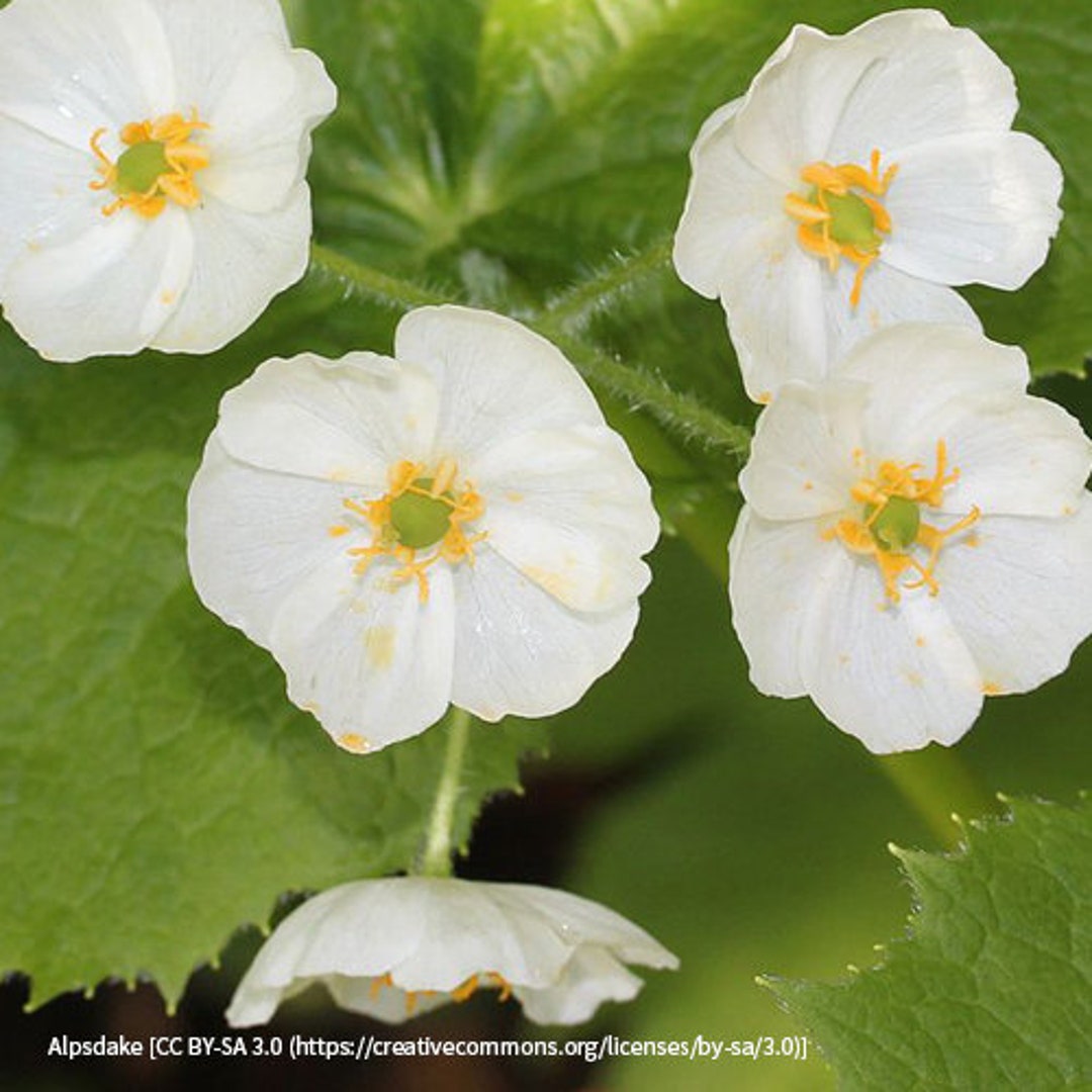 RARE Skeleton Flower, Diphylleia Grayi, Turns Transparent When Rained ...