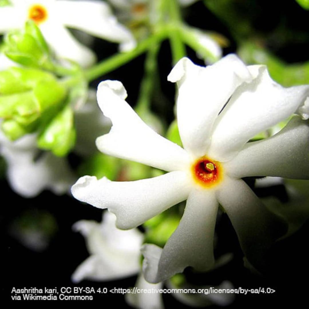 Rare Night-flowering Jasmine Nyctanthes Arbor-tristis 3 Seeds UK Seller ...