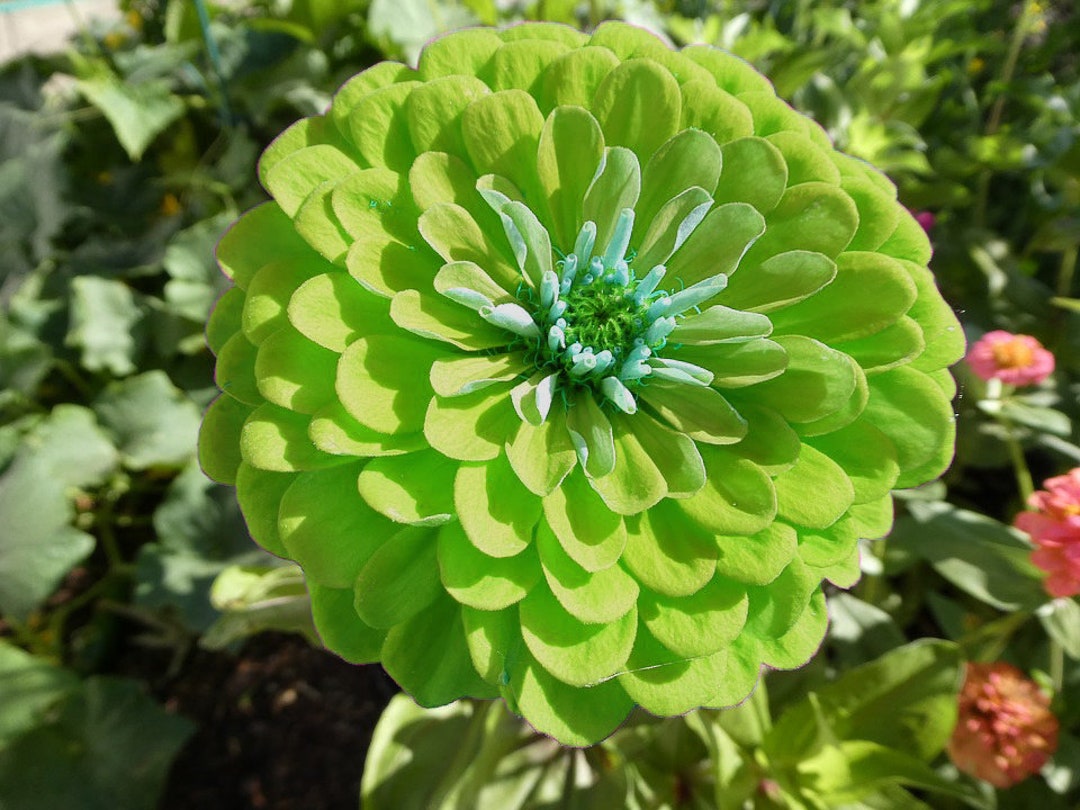 Rare Zinnia Gigantica Lime, Annual Flower - 30 Seeds - UK SELLER - Etsy UK