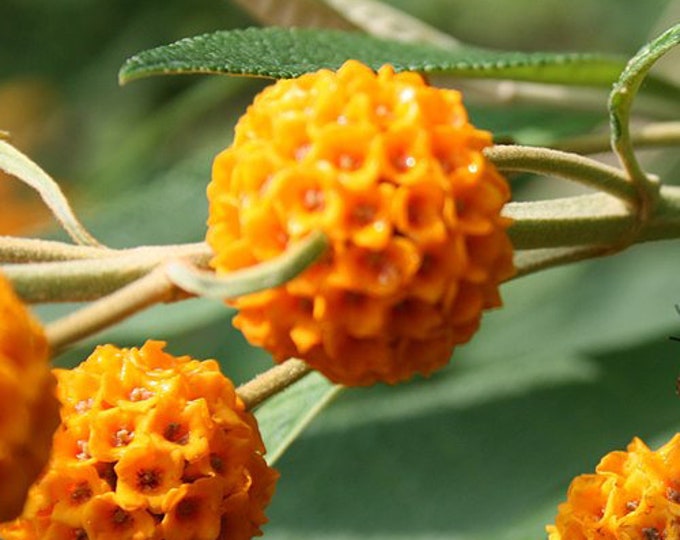Rare Buddleia Globosa Orange Ball Tree - 2 Seeds - UK Seller - Etsy UK