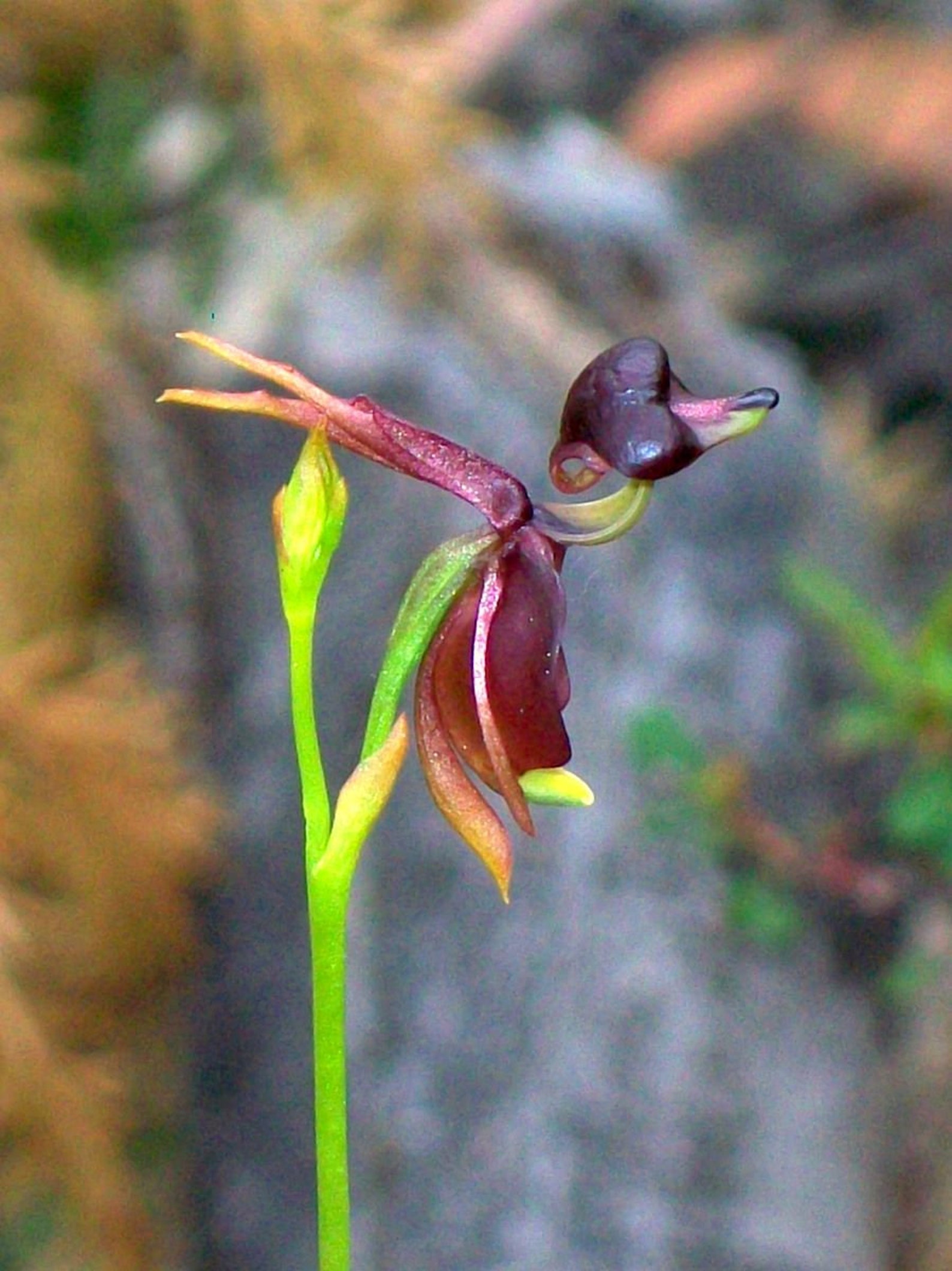 RARE Flying Duck, Caleana Major, Orchid Flower - 6 Seeds - UK SELLER ...