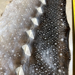 Sturgeon Skin Bow Backing (with Scoots) - Etsy