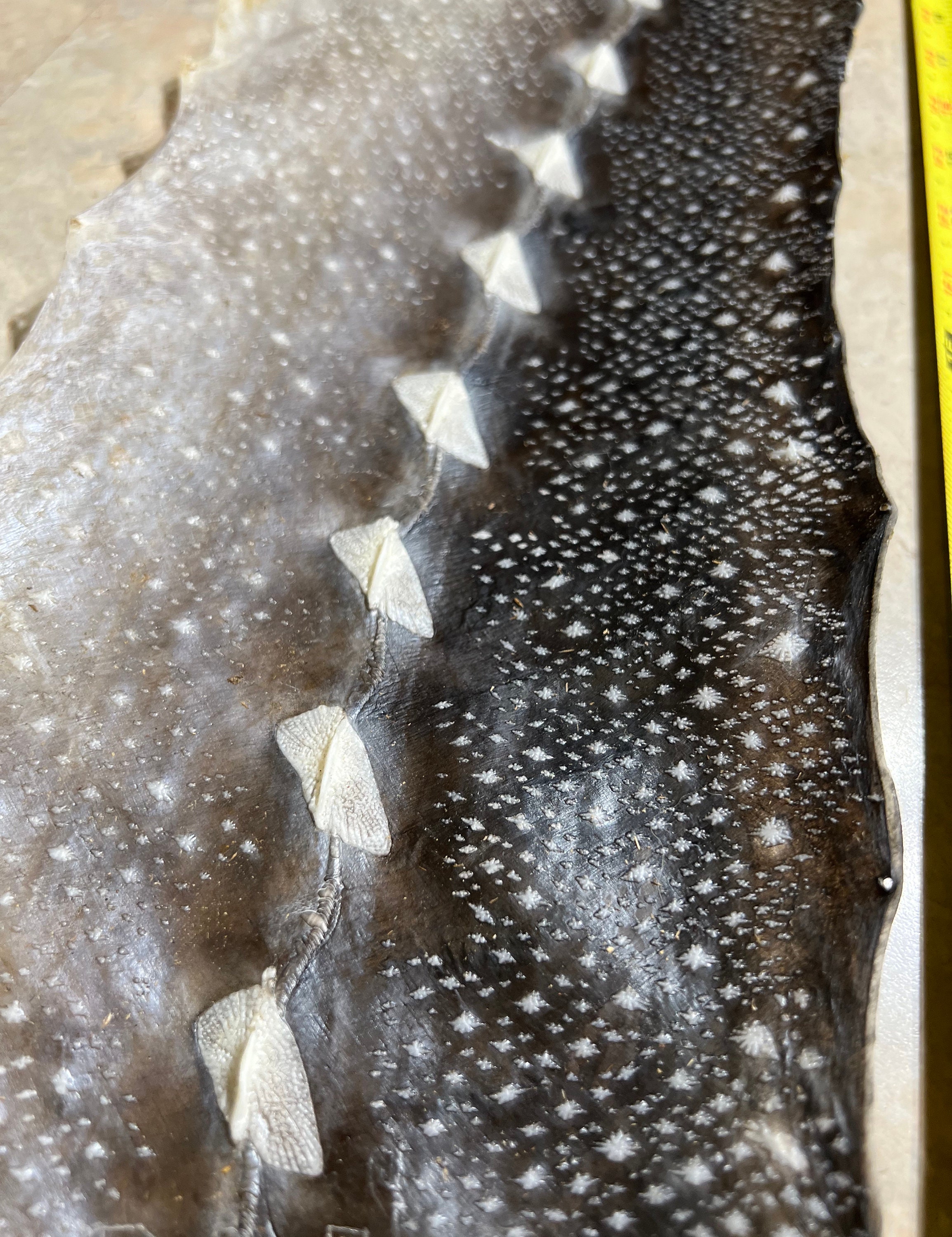 Sturgeon Skin Bow Backing with Scoots - Etsy