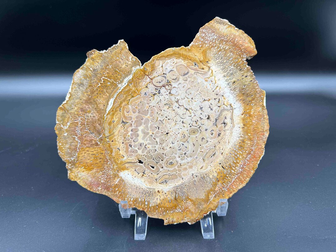 Petrified Fern Polished Slab - Etsy