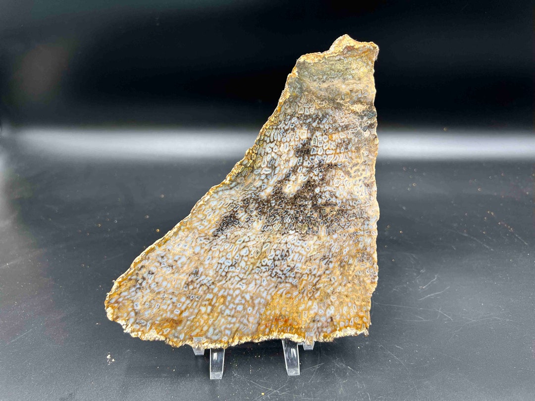 Pocket Rot Petrified Wood Slab - Etsy