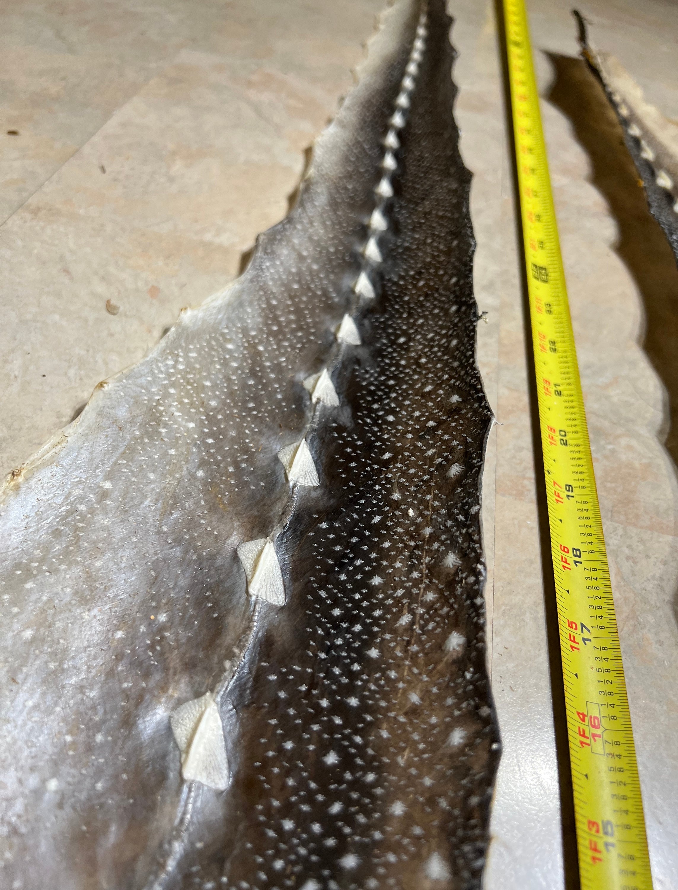 Sturgeon Skin Bow Backing (with Scoots) - Etsy