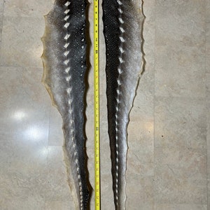 Sturgeon Skin Bow Backing (with Scoots) - Etsy