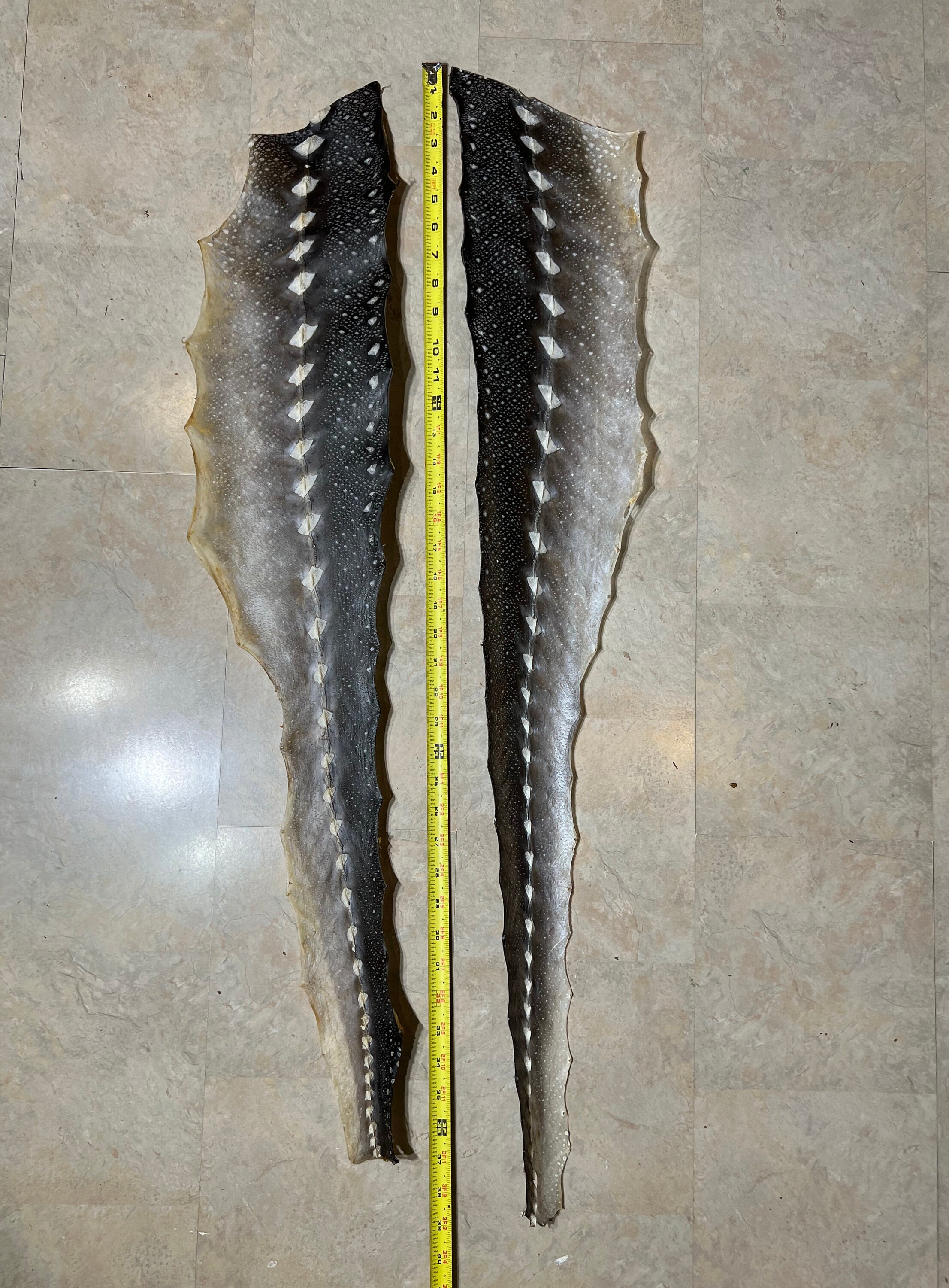 Sturgeon Skin Bow Backing with Scoots - Etsy