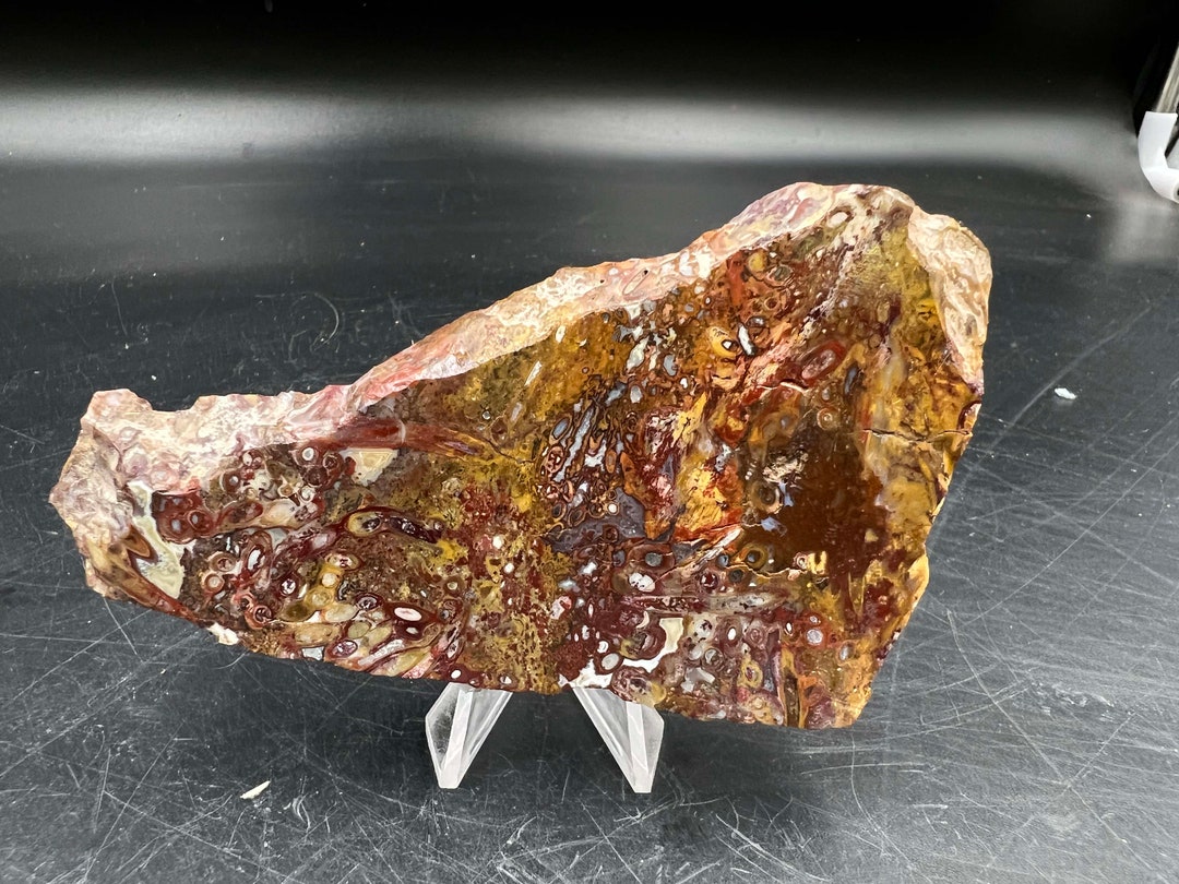 Petrified Palm Root Slab - Etsy