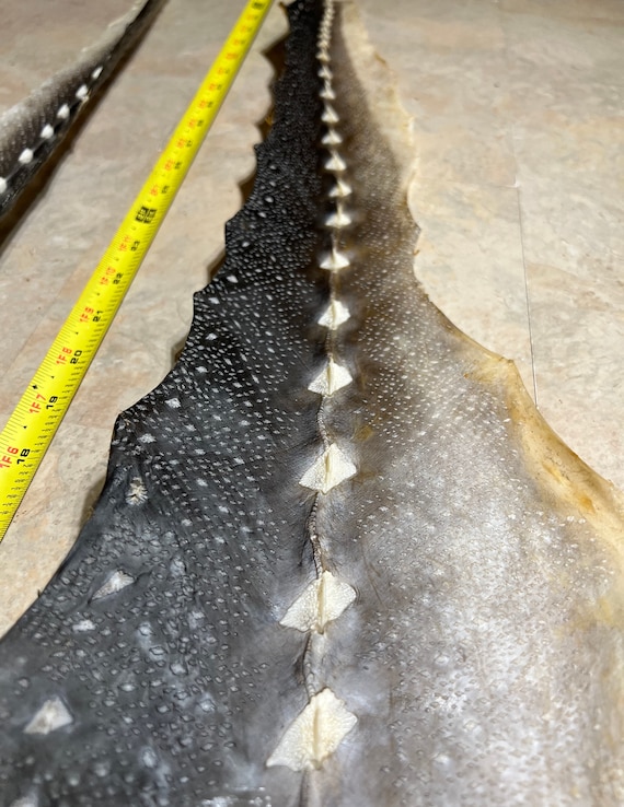 Sturgeon Skin Bow Backing with Scoots - Etsy