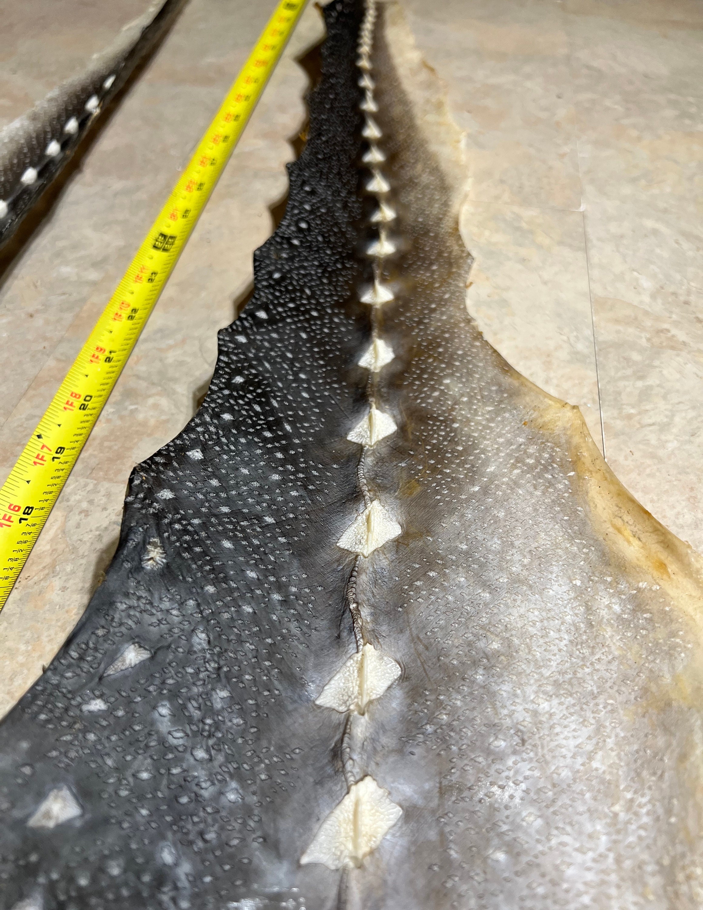 Sturgeon Skin Bow Backing with Scoots - Etsy