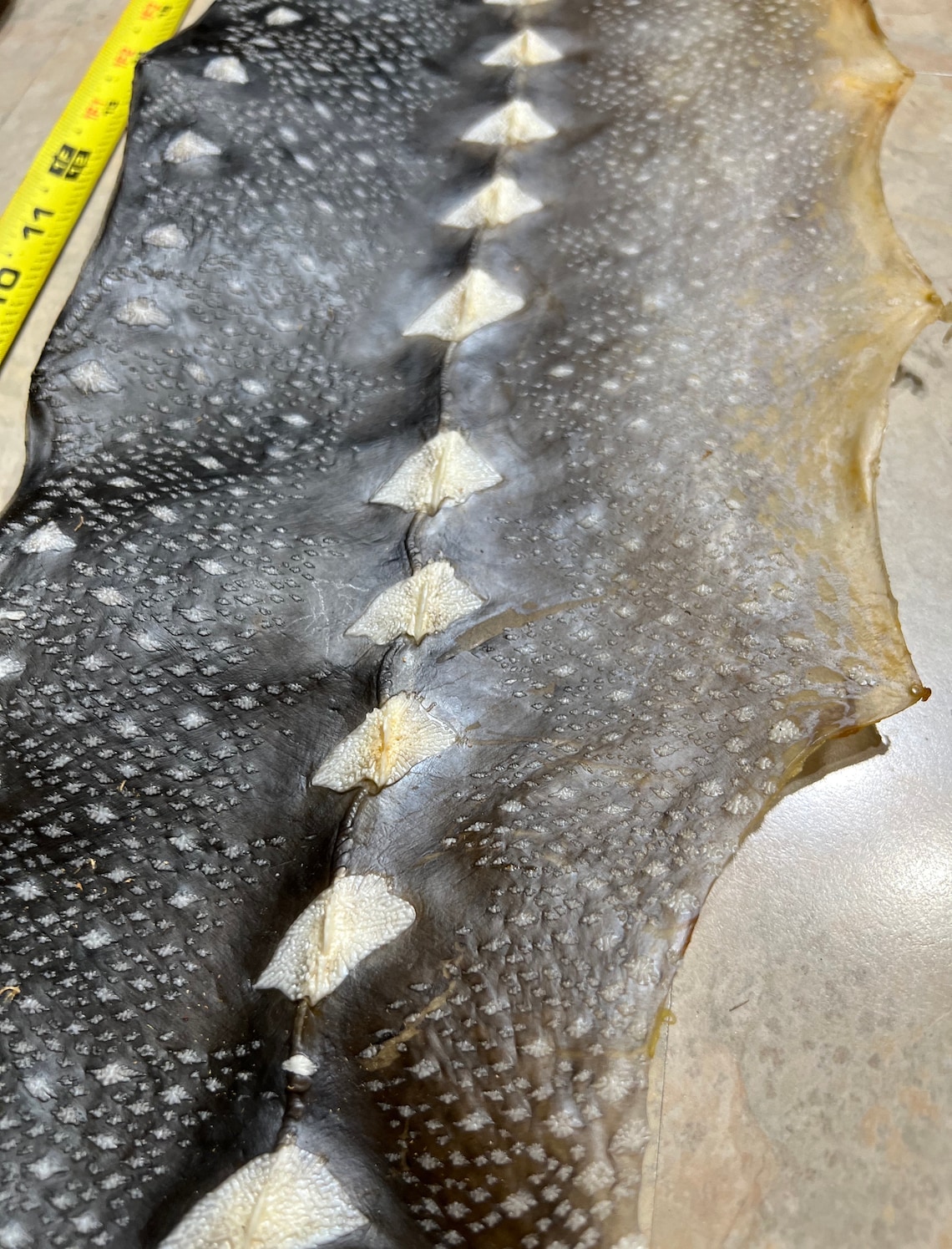 Sturgeon Skin Bow Backing (with Scoots) - Etsy