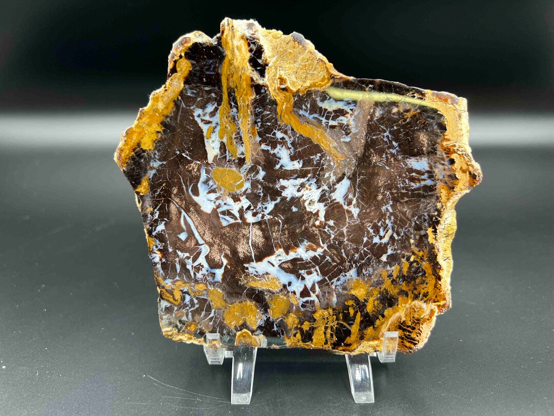 Colorado Petrified Wood Polished Slab - Etsy