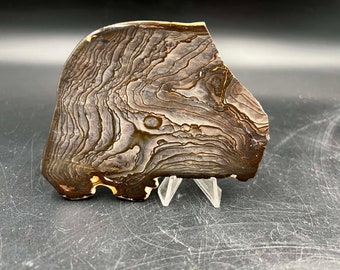 Beautiful Blue Biggs Jasper Polished Specimen Pair. One Slab One Faced ...