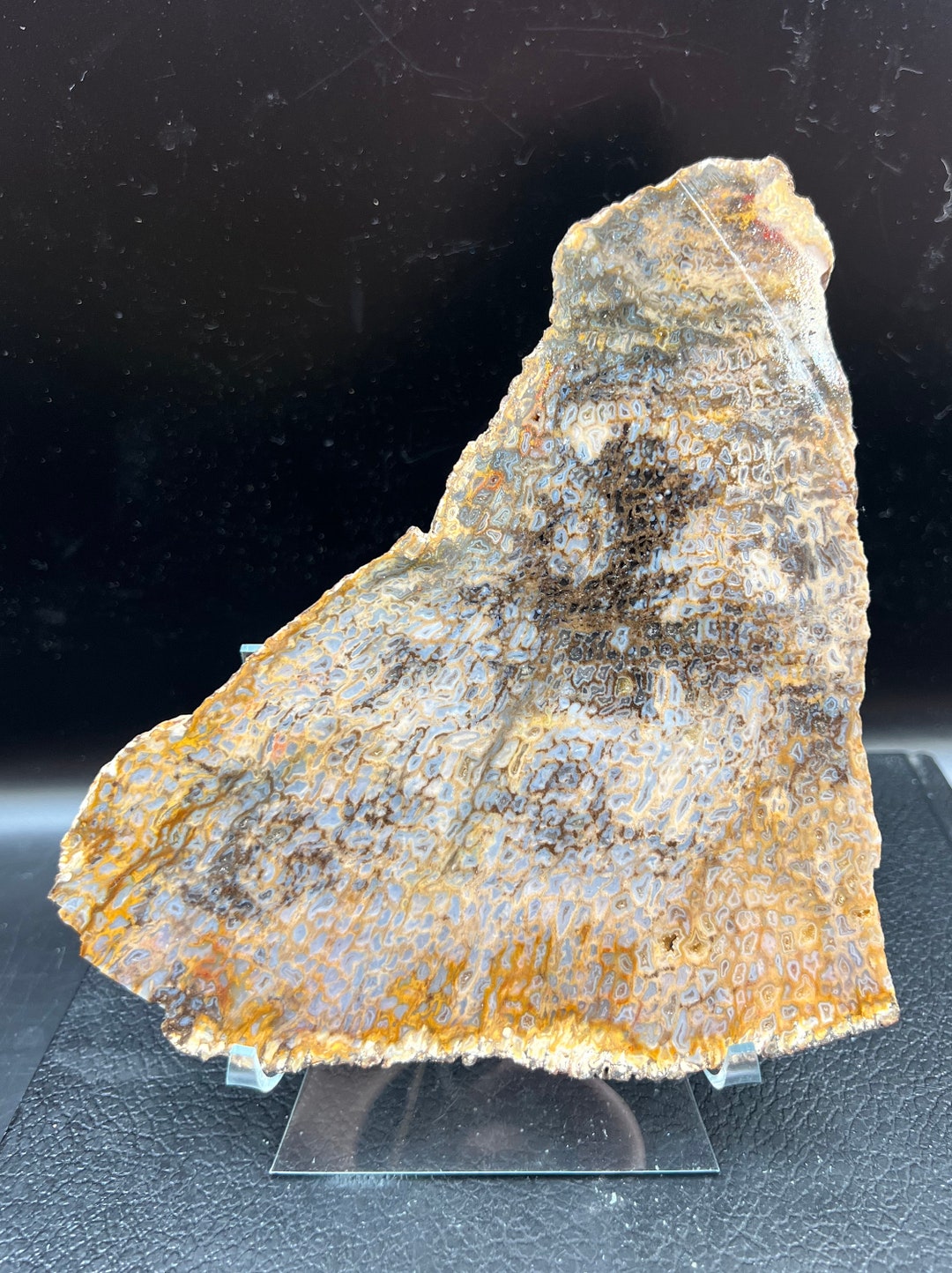 Pocket Rot Wood "dino Wood" - Etsy