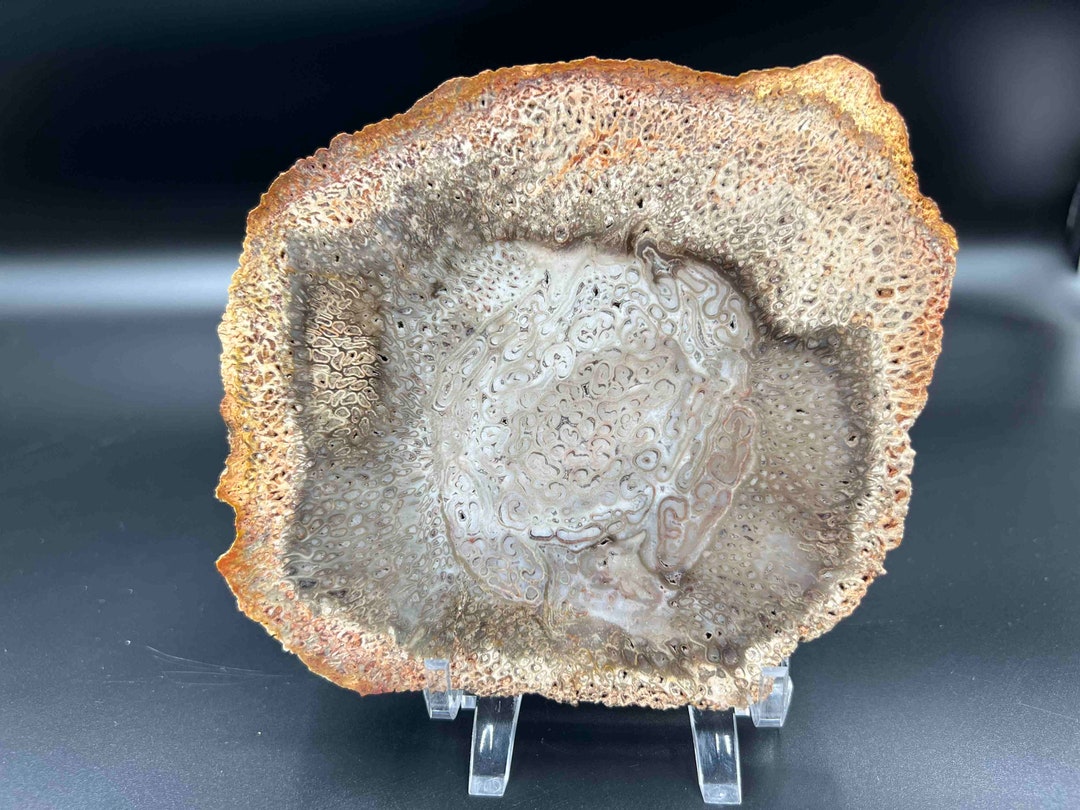 Petrified Fern Polished Slab - Etsy