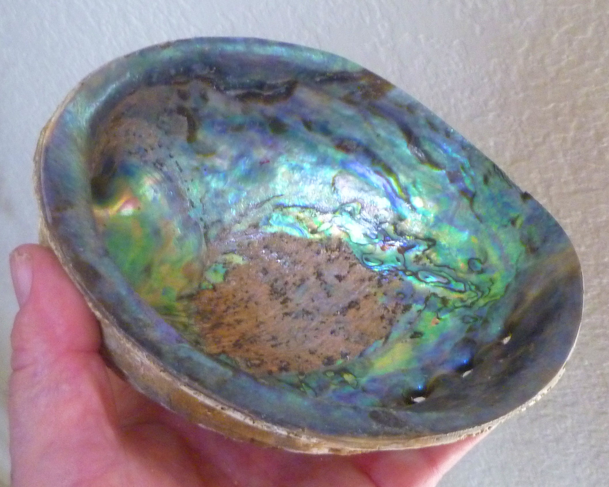 Paua Abalone Sea Shell One Side Polished Natural Beach Craft 6.25 ...
