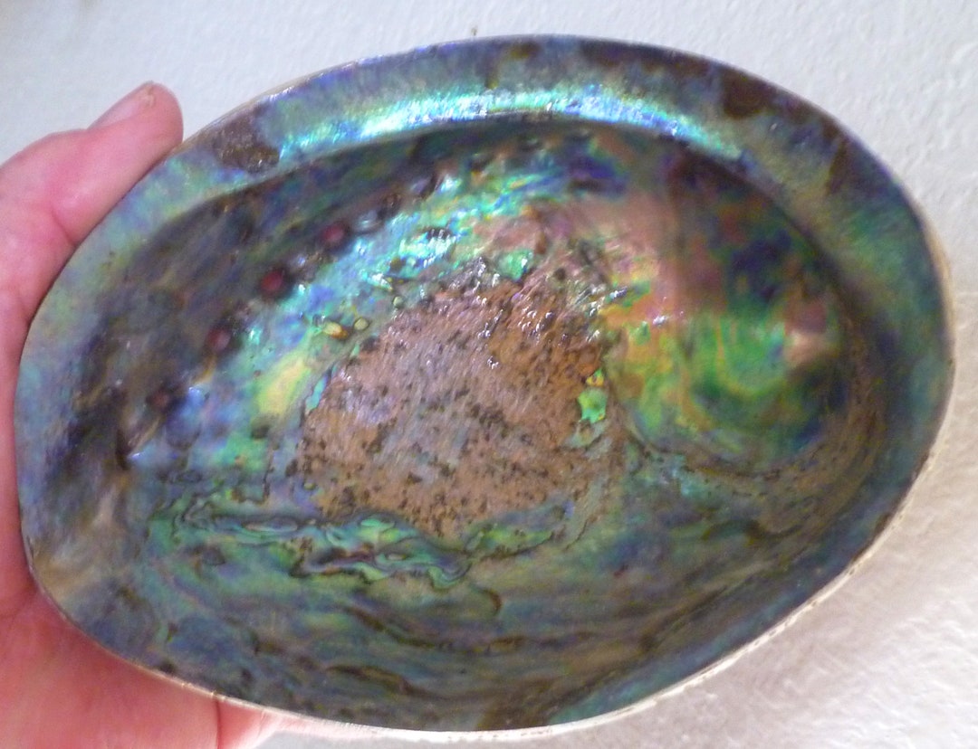 Paua Abalone Sea Shell One Side Polished Natural Beach Craft 6.25 ...