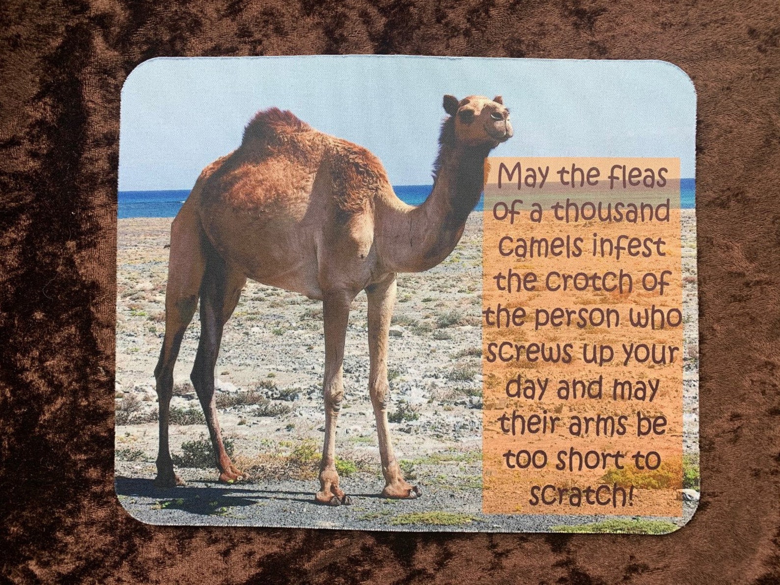 May the Fleas of 1000 Camels Infest the Crotch of the Person - Etsy