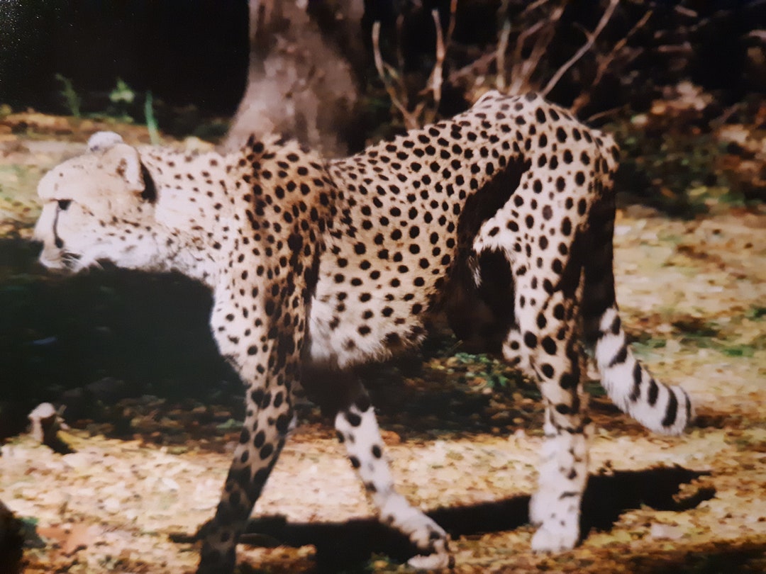 Cheetah on the Prowl - Etsy