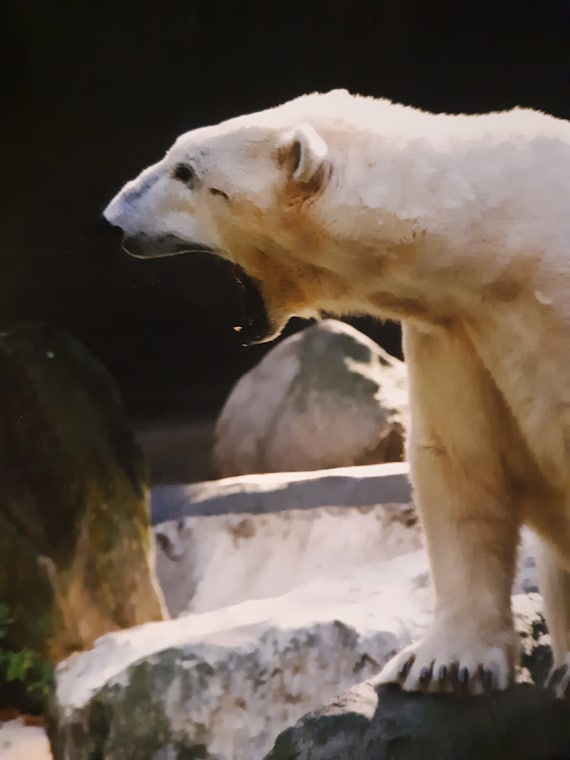 Polar Bear Angry