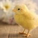 Hen - Needle Felted, Various Breeds, Finished Wool Sculpture - Etsy