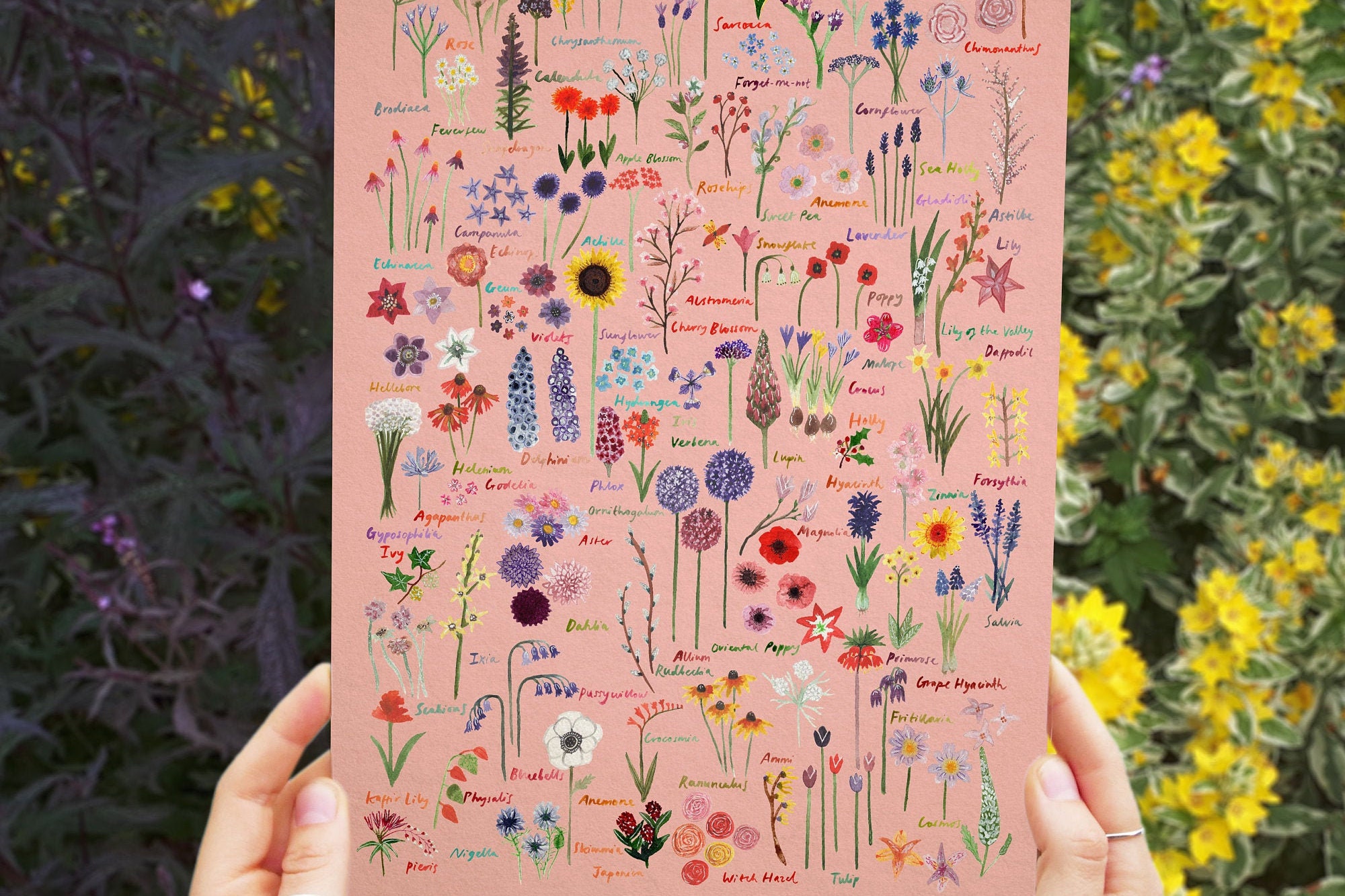 British Flowers Botanical Guide Art Print Pastel Pink & - Etsy UK
