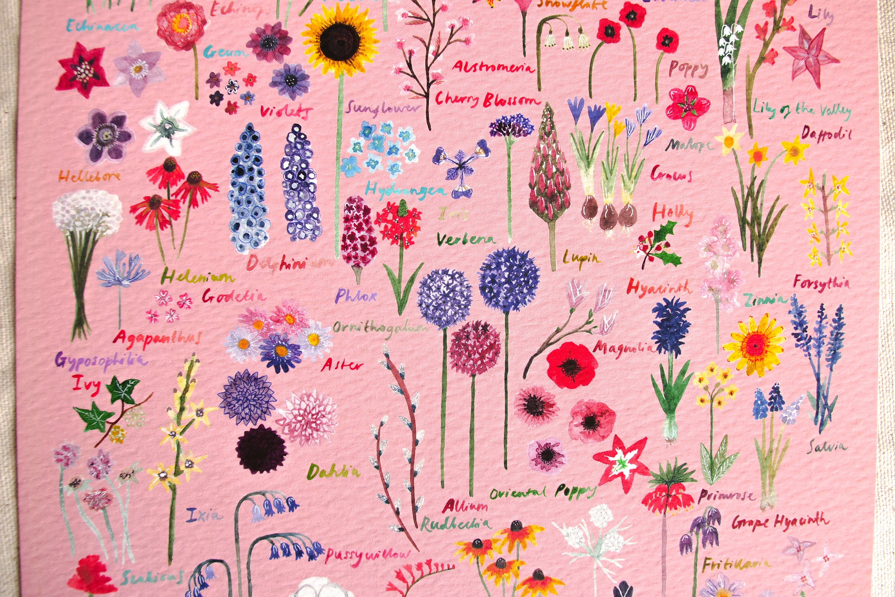 British Flowers Botanical Guide Art Print Pastel Pink & - Etsy UK