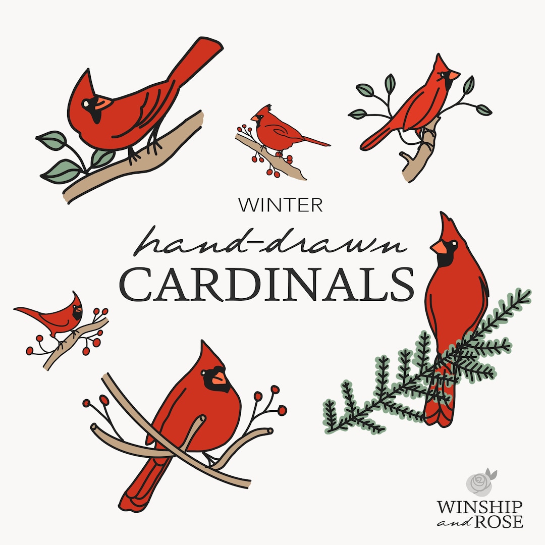 Cardinals Clip Art - Hand-drawn Doodle Graphics - 18 Holiday Cardinal ...