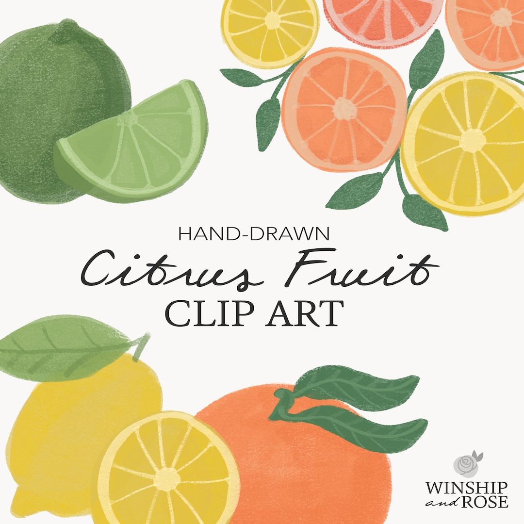 Citrus Fruit Clip Art Hand Drawn Fruit Doodle Graphics 10 Citrus ...