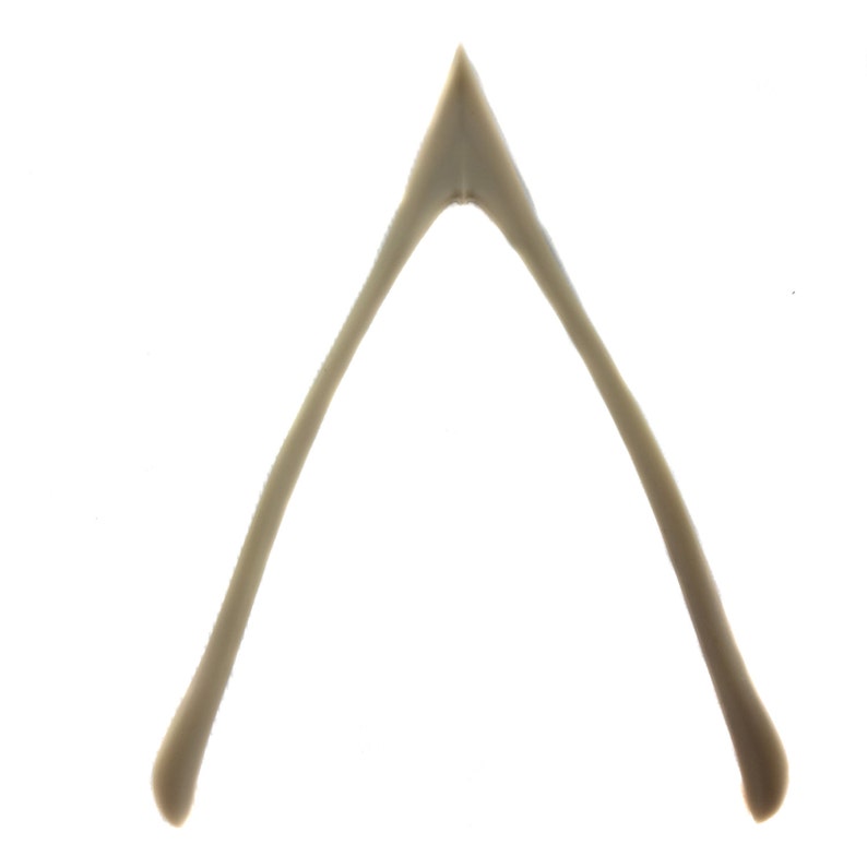 Plastic Wishbones for Fall or Holiday Centerpieces and Table - Etsy