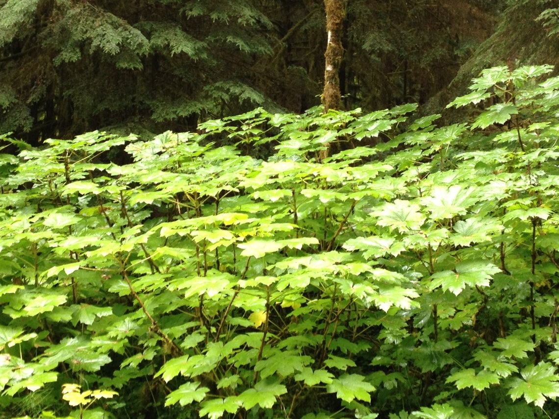Devil’s Club Salve by Good Green Earth - Etsy