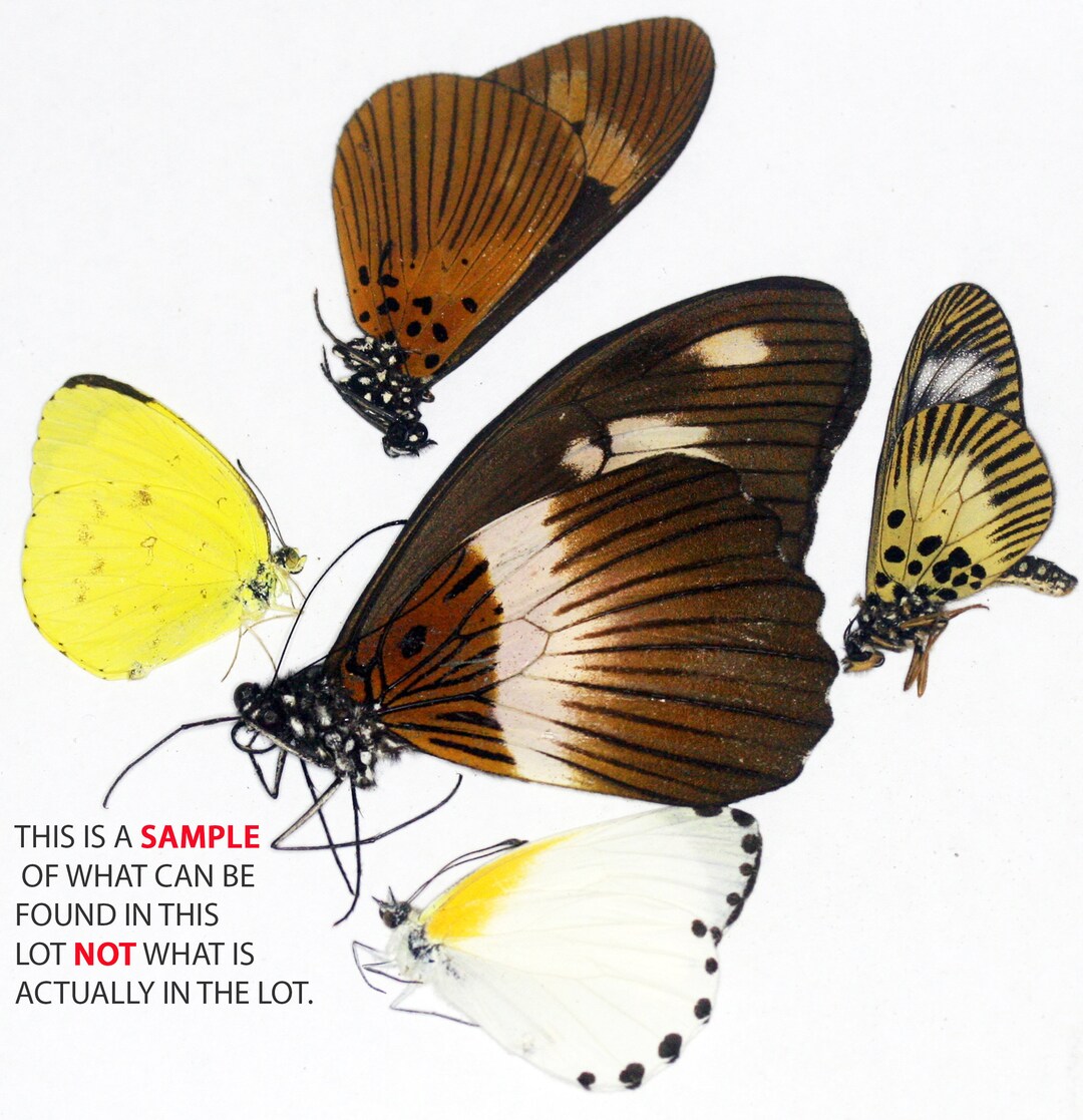 Insect Butterfly Nymphalidae Mixed African Butterflies-lot of ...
