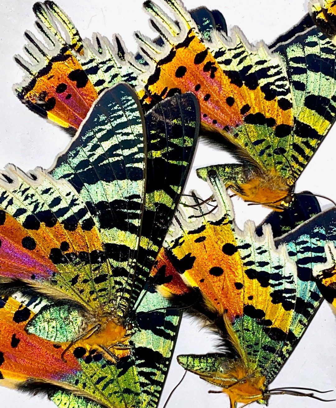 Insect Moth Butterfly Sunset Moth-urania Ripheus-gorgeous-wings Folded ...
