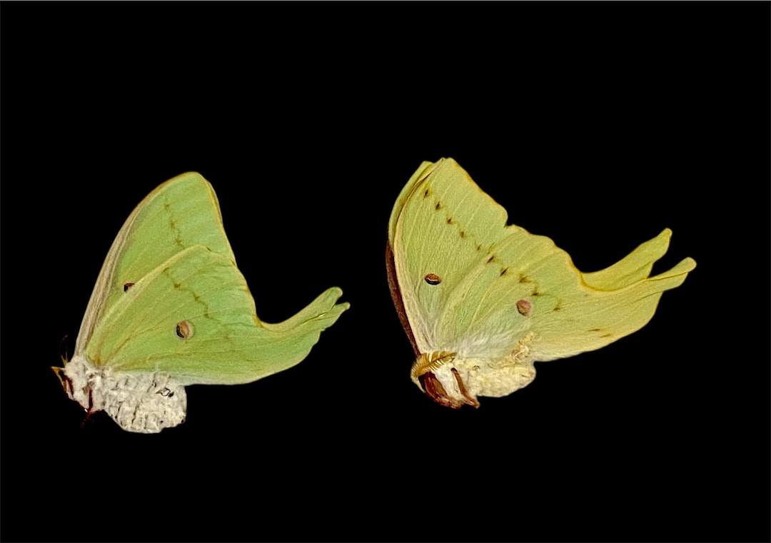 Insect Butterfly Moth 1 X Actias Luna-beautiful American Moon Moth ...