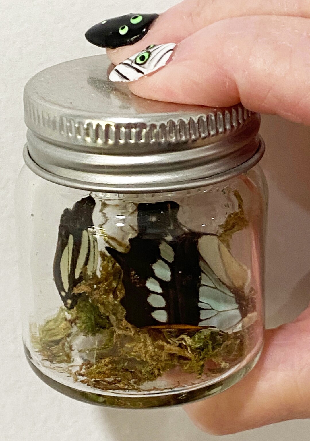 Butterfly Wings of Graphium Species in Mason Jar - Etsy