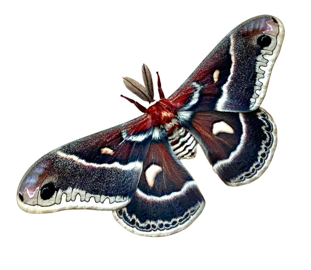Insect Butterfly Moth Saturniidae Hyalophora Gloveri-hybrid-glovers ...