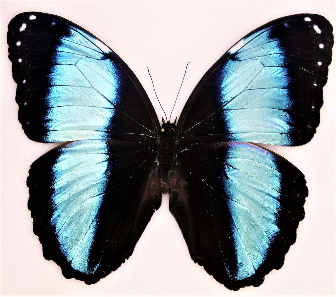 Insect Butterfly Moth Morphidae Morpho Achilles-a1 Black and Blue ...