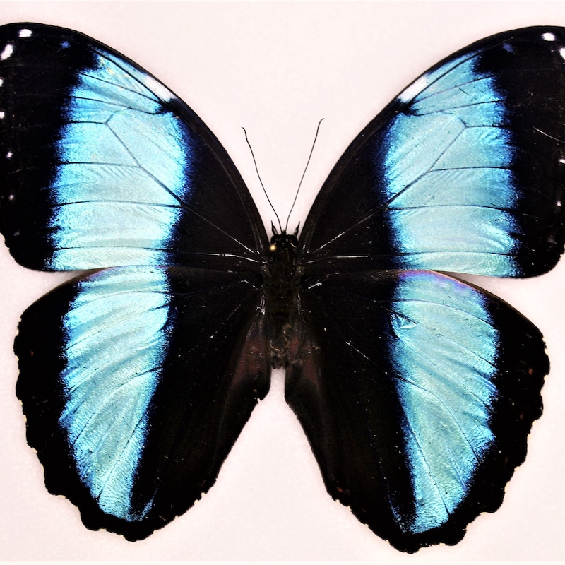 Peruvian Butterflies - Etsy