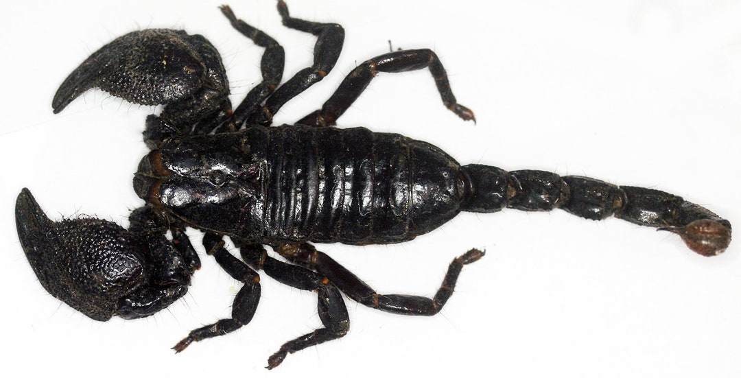 Insect/butterfly/moth/arachnida/scorpionidae-african Emperor Scorpion ...