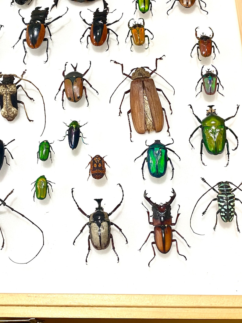 Insect Coleoptera Beetle-random Mixed Incredible Beetles-wholesale ...