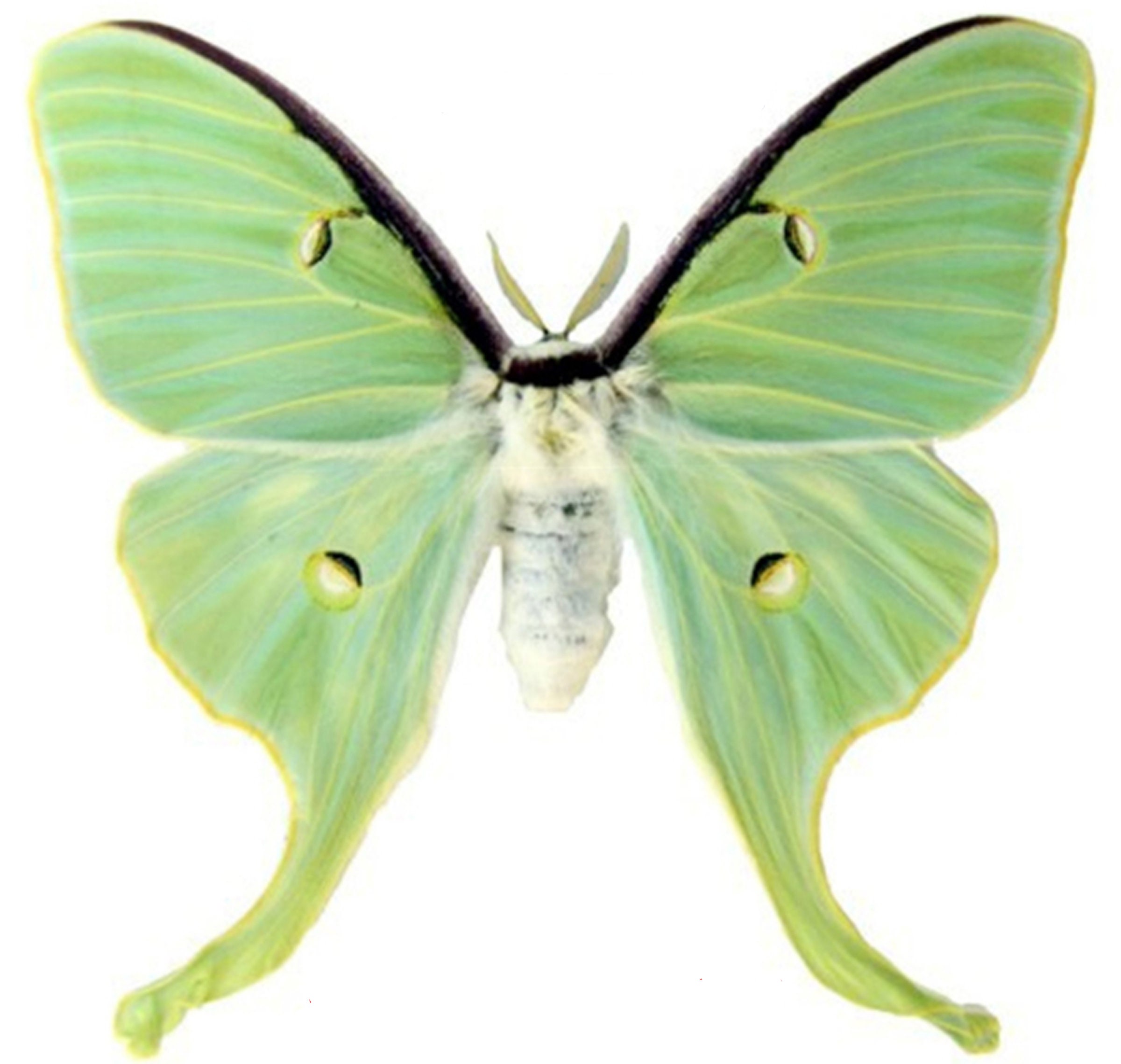 Insect Moth Saturniidae Actias Luna Moth-1 X Silkmoth-empty - Etsy