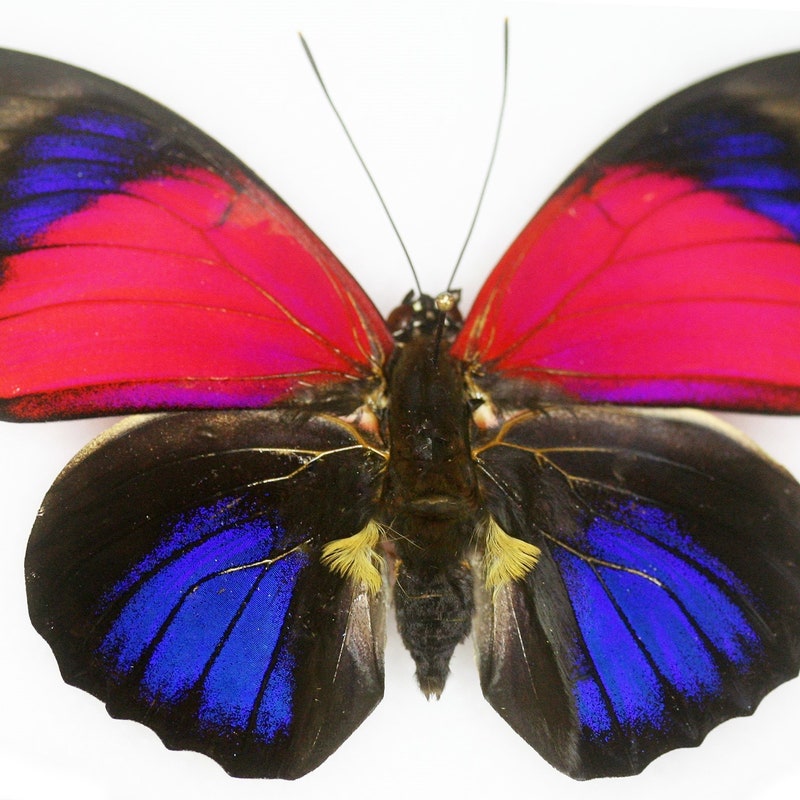 Peruvian Butterflies - Etsy