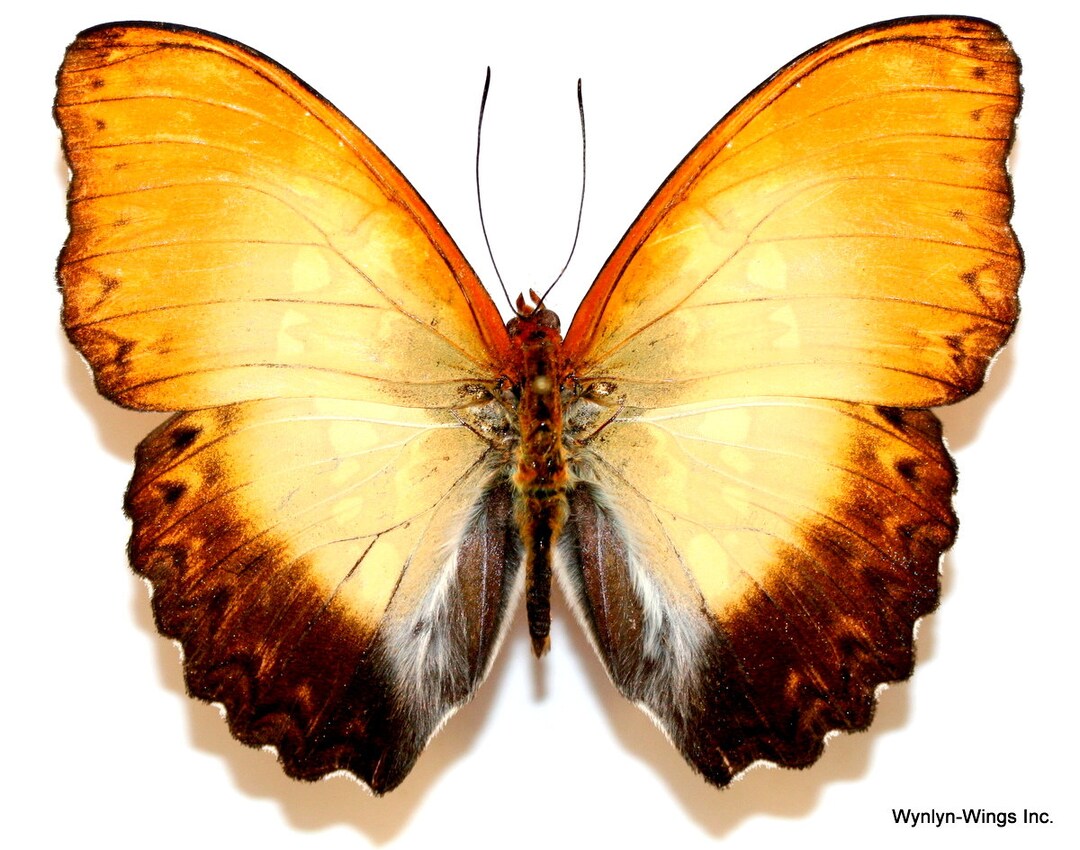 Insect Butterfly Moth Nymphalidae Cymothoe Beckeri-yellow Dream From ...