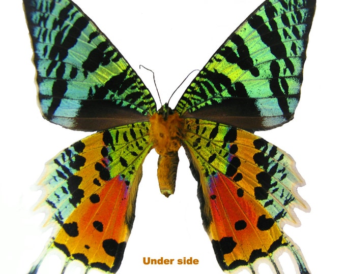 Insect Moth Butterfly Sunset Moth-1 X Urania Ripheus-gorgeous-wings ...