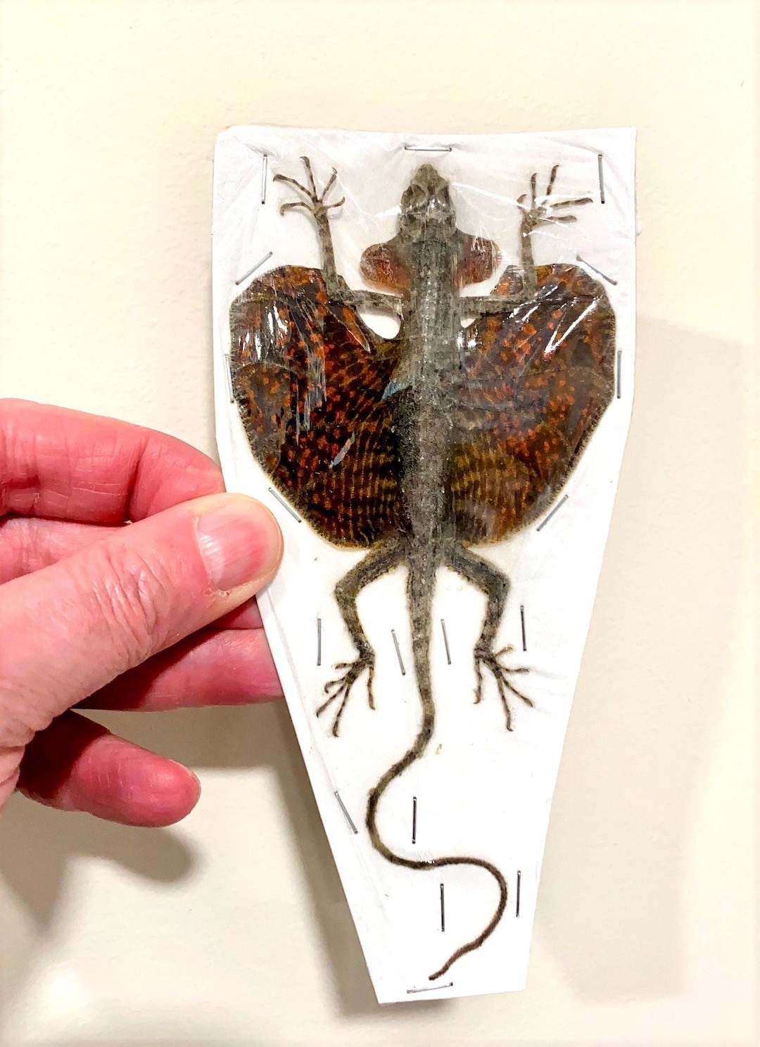Reptilia Insect Flying Dragon-draco Volans-large Flying Lizard-spread ...