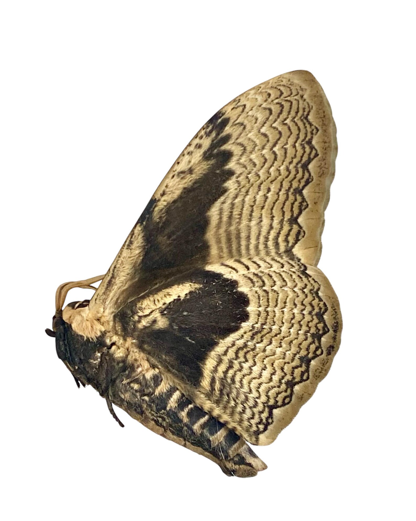 Insect Butterfly Saturniidae Owl Moth Brahmaea Hearseyi-gothic Owl Moth ...