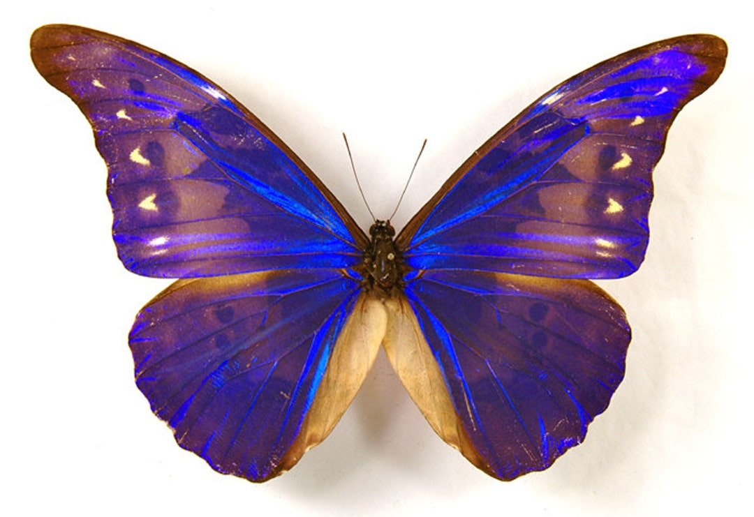Insect Butterfly Moth Morphidae Morpho Rhetenor Cacica-a1 Gorgeous-peru ...