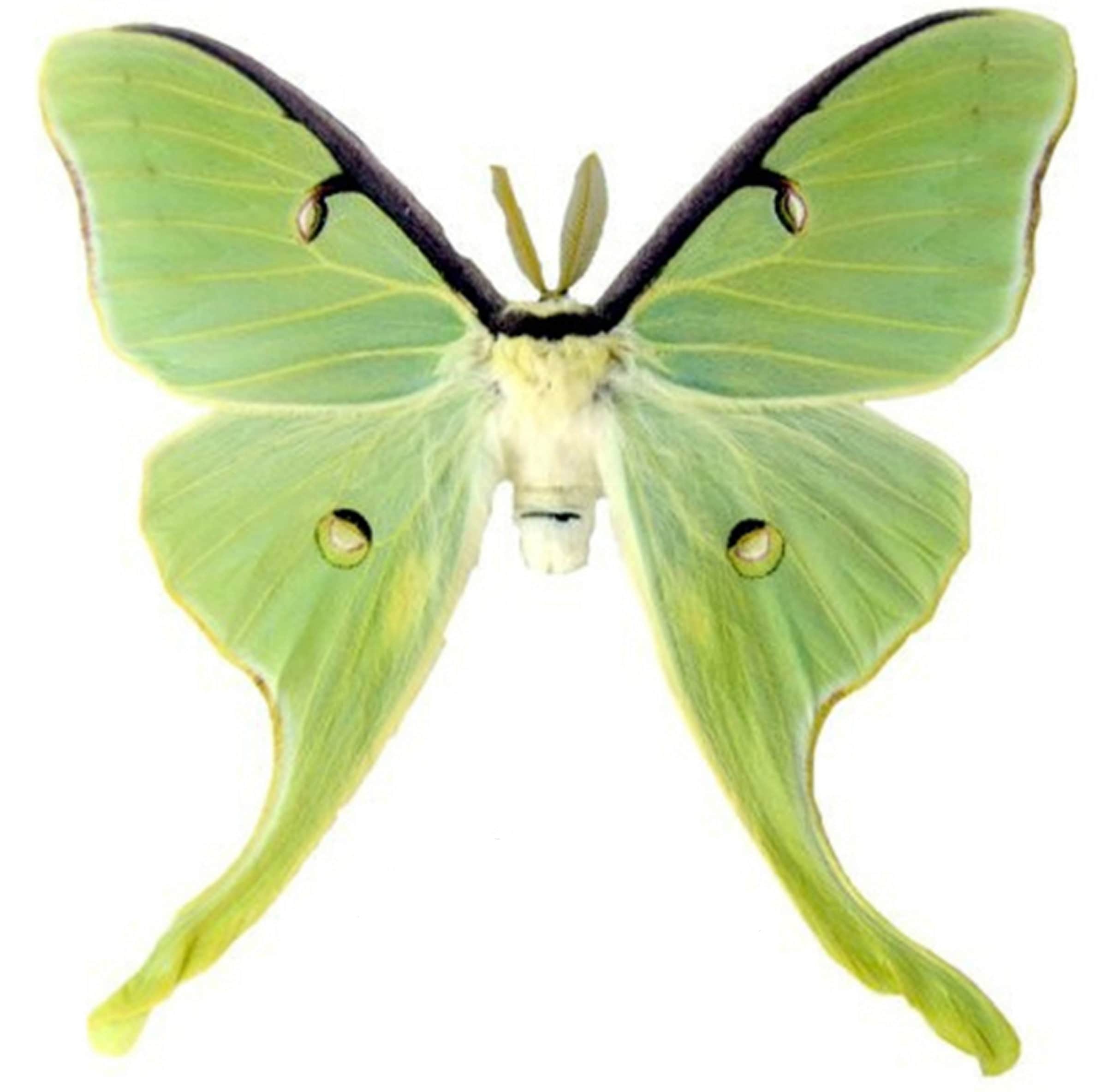 Insect Moth Saturniidae Actias Luna Moth-1 X Silkmoth-empty - Etsy